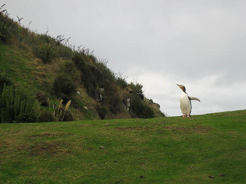 Penguin Place Dunedin: Otago Peninsula With Guided Penguin Tour